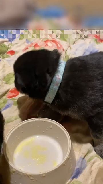 Щенкам 22 дня