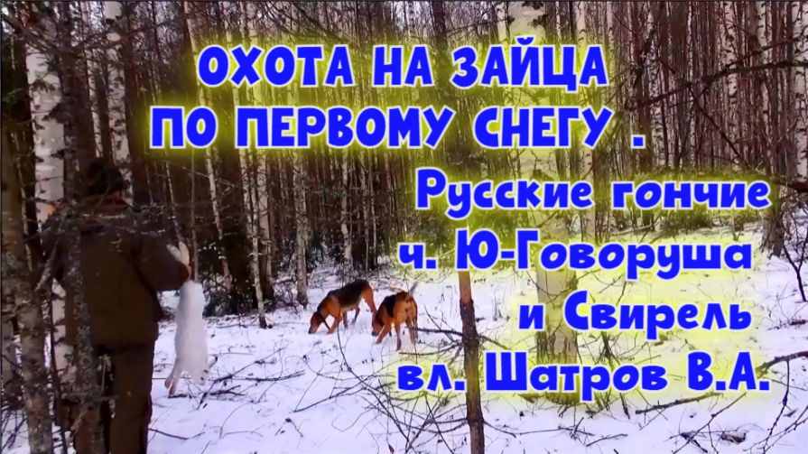 ОХОТА НА ЗАЙЦА ПО ПЕРВОМУ СНЕГУ. Русские гончие ч.Ю-Говоруша и Свирель вл. Шатров В.А.#топ#hunting