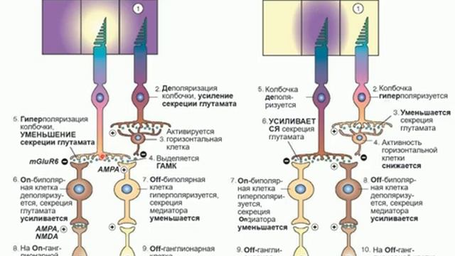 Лекция 11. Часть 2. Физиология зрения