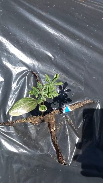 Северный арбуз (продолжение)