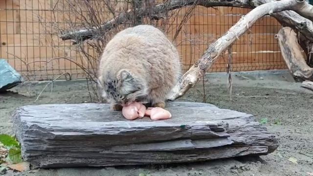 В Ленинградском зоопарке готовятся к знакомству манулов.