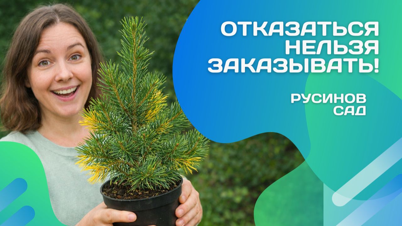 Досталась одна… но какая! Сосна банкса «Висконсин»