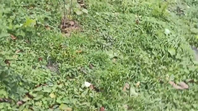 9-11 декабря 2025г.Разобрала ещё одну стенку. Последний урожай в декабре) .mp4