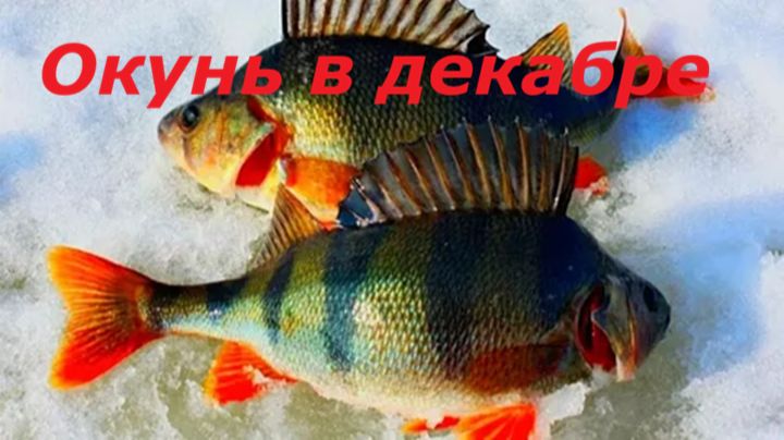 КАК ЛОВИТЬ ОКУНЯ в ДЕКАБРЕ? НАЖИВКИ и СНАСТИ для ЛОВЛИ ОКУНЯ! МЕСТА и ВРЕМЯ для РЫБАЛКИ в ДЕКАБРЕ