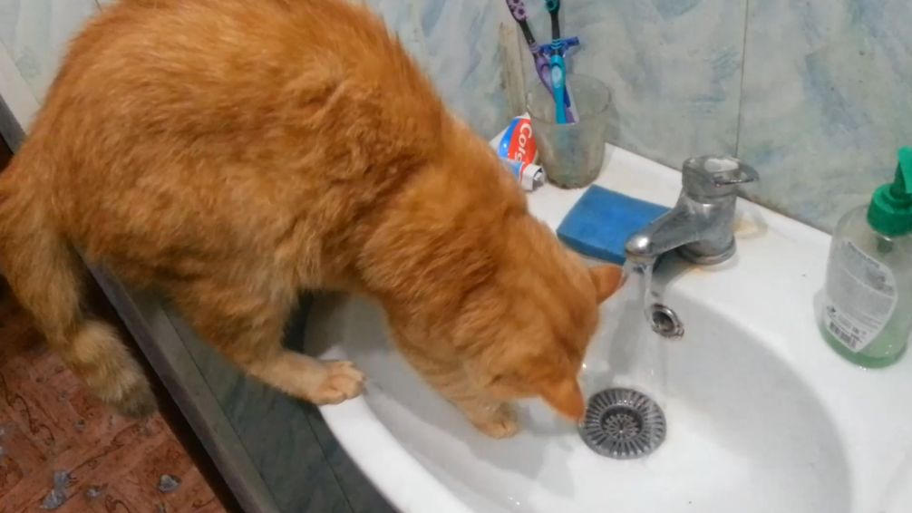 Кошкина забава