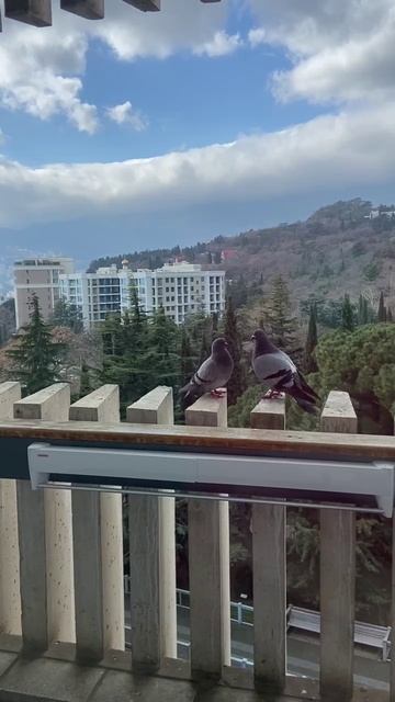 "Ялта-Интурист". Голуби на балконе