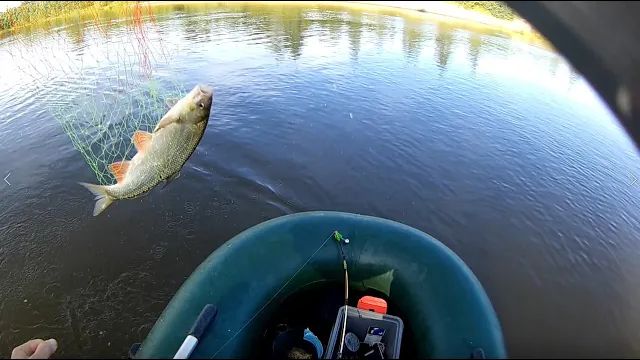 Язь на кольцо. Отличный клев или как я утопил кормушку...