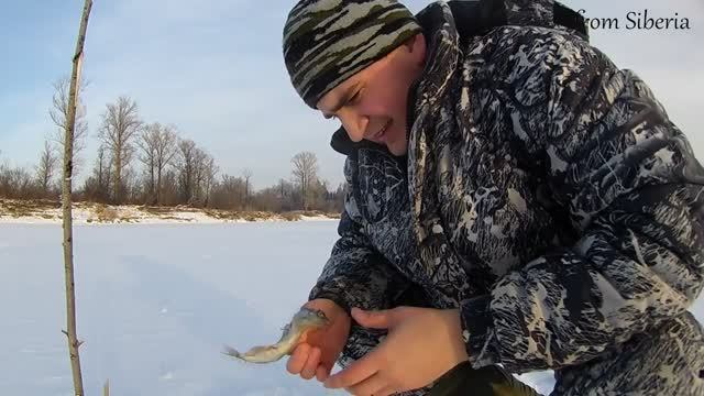 Эксперимент. Мойва для налима.