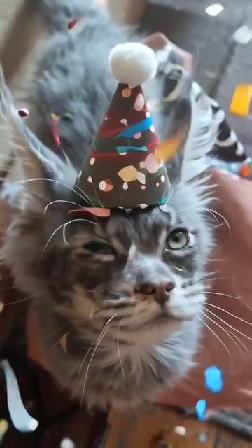 Кошка по имени Мега.mp4