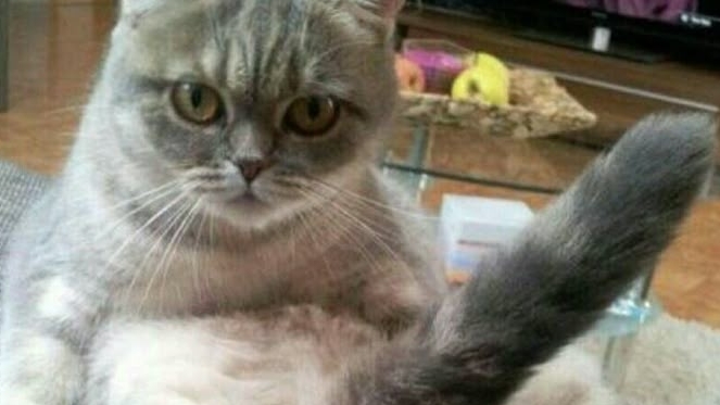 СМЕШНОЕ ВИДЕО.  КОТЫ И КОШКИ. ПРИКОЛЫ.