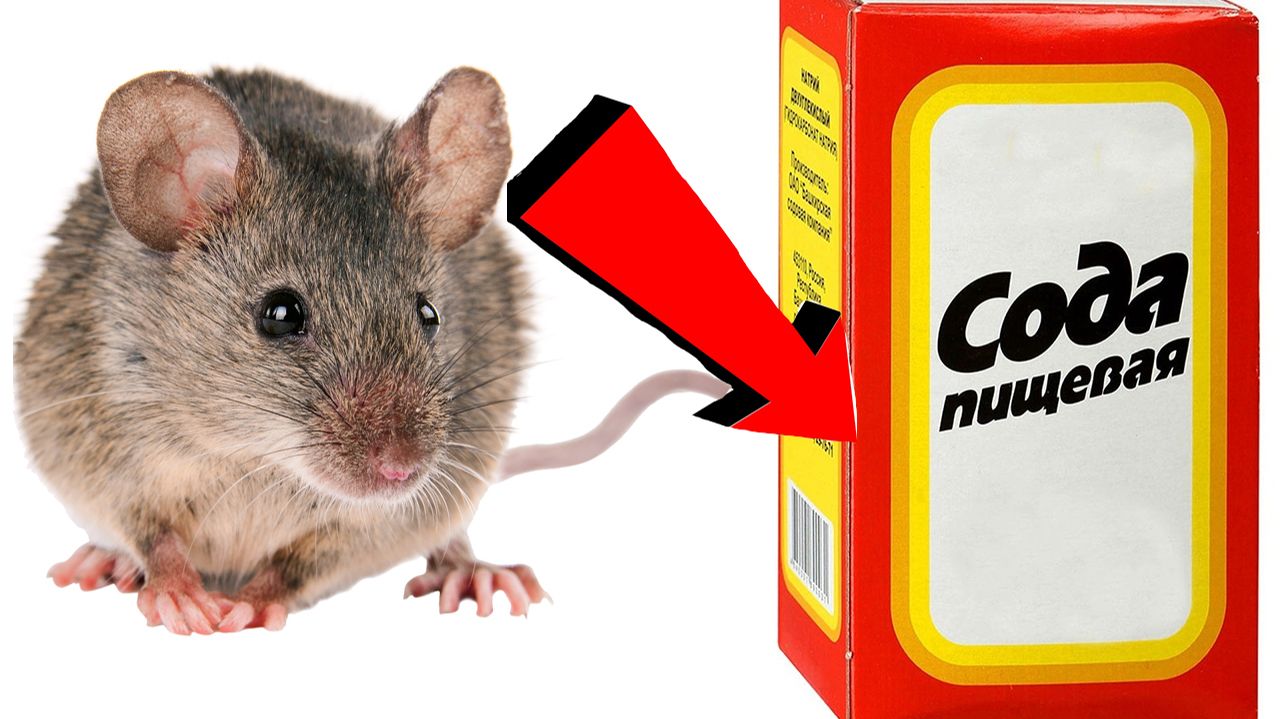 Как избавиться от мышей и крыс навсегда За 3 Секунды!!!.!!!!.!!!