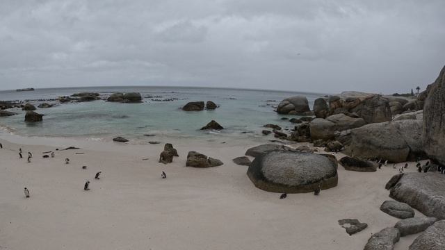 ЮАР. Саймонстаун. Пляж Боулдерс! Колония пингвинов в дикой природе!
