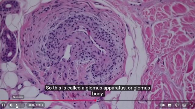 normal skin gistology