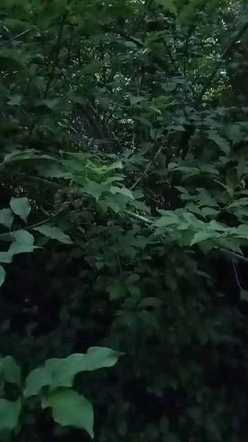 звуки весны