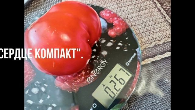 ТОМАТЫ В ОТКРЫТОМ ГРУНТЕ. ЧТО САЖАТЬ?