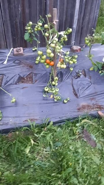 29 июля 2024 г.