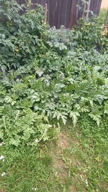 22 июля 2024 г.