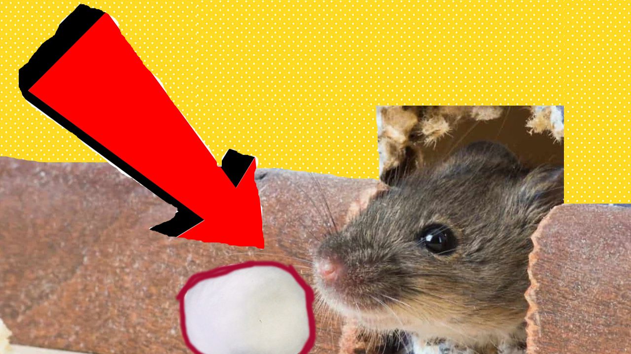 Как избавиться от мышей и крыс навсегда За 3 Секунды.!!!.!!!!.!!!