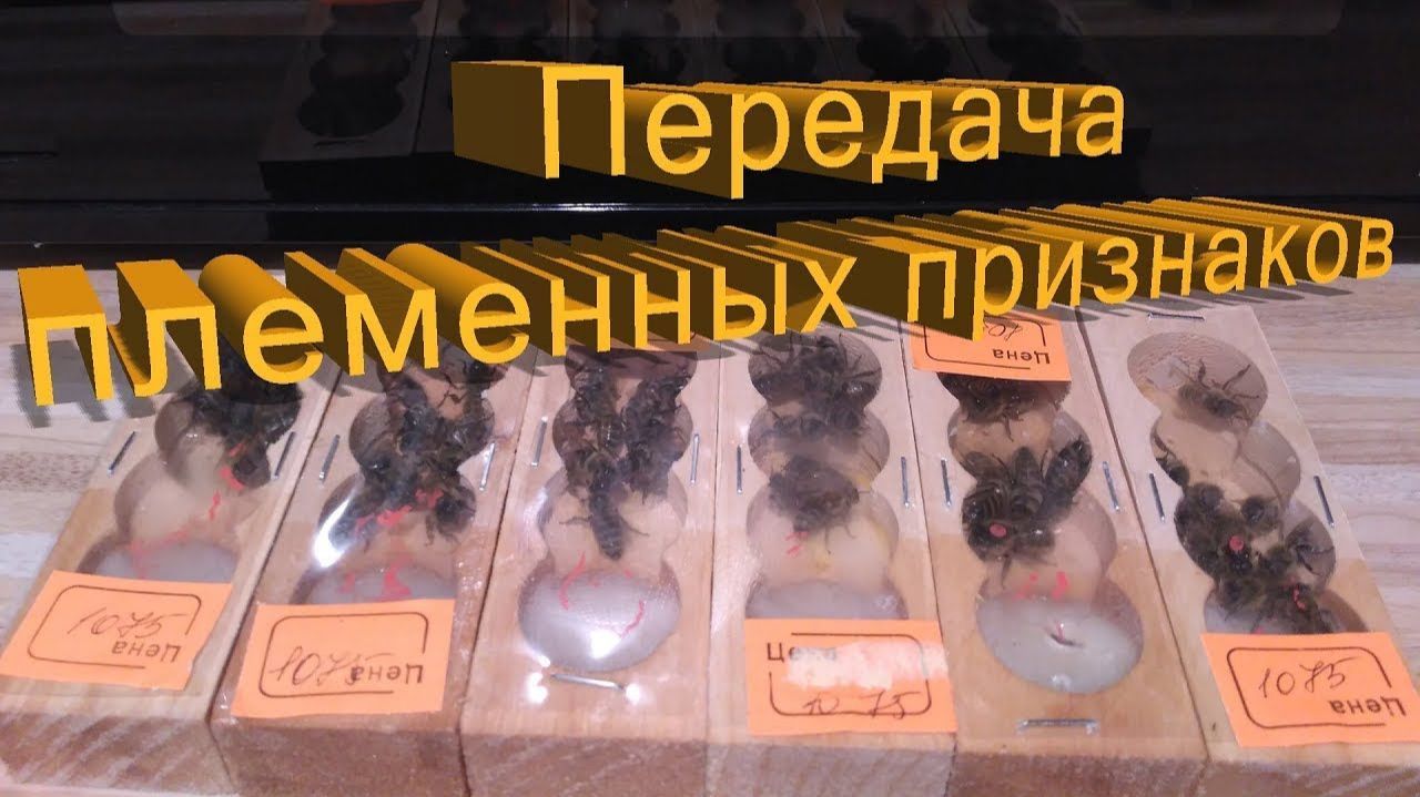 Опыты профессора Кашковского. Племенные признаки пчел: мифы и правда о наследственности