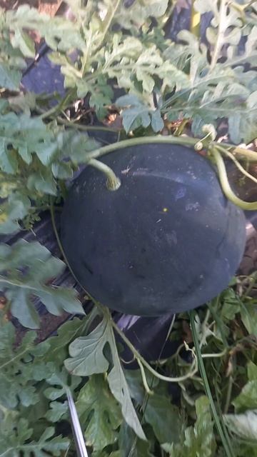 8 сентября 2024 г.