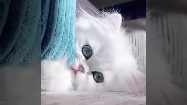 очаровательный котенок | adorable kitten