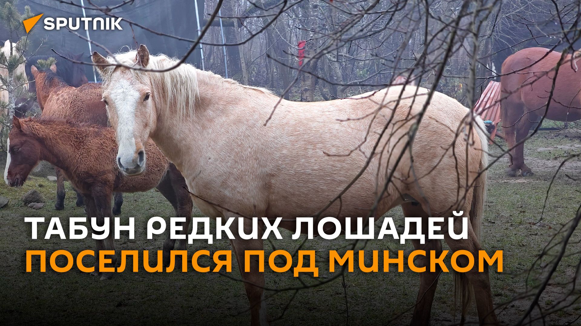 Работа ради работы – смысла нет: как белорусы нашли счастье, спасая лошадей