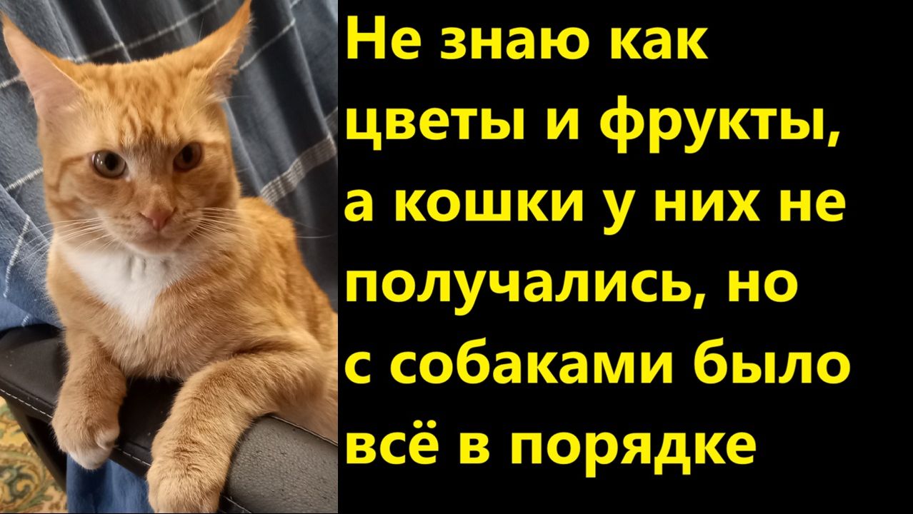 Не знаю как цветы и фрукты, а кошки у них не получались, но с собаками было всё в порядке