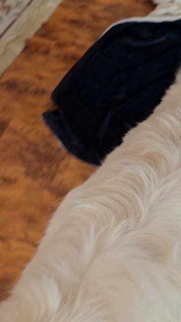 Кекси и Люська...