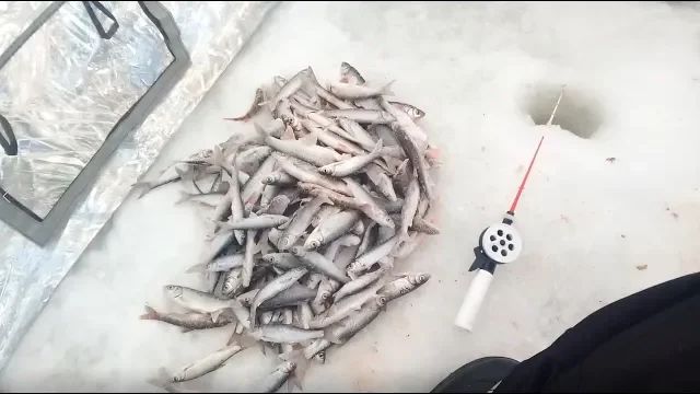 Ловля ельца на р.Ташма.  Хороший клев, только елец мелковат...