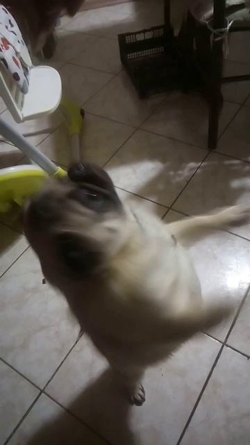 Забавный танцующий мопс