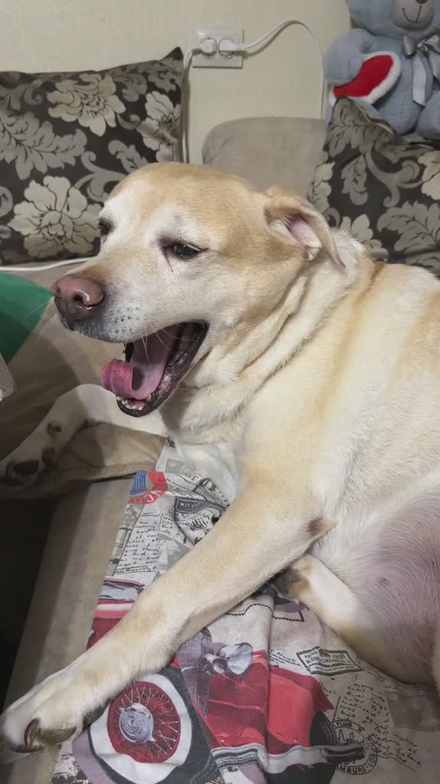 Уля anzl.ru ХУЛИГАНИТ немного