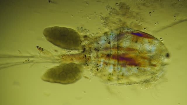 Циклоп и его сожители