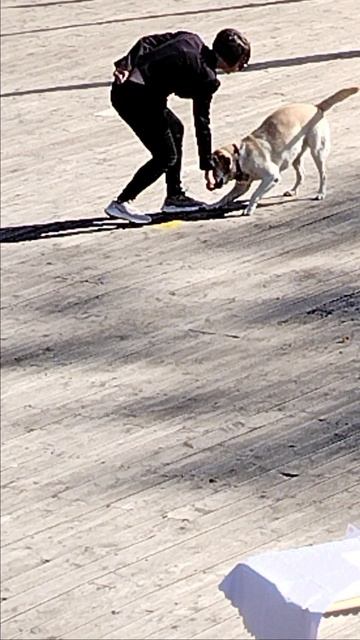 Танец с собакой