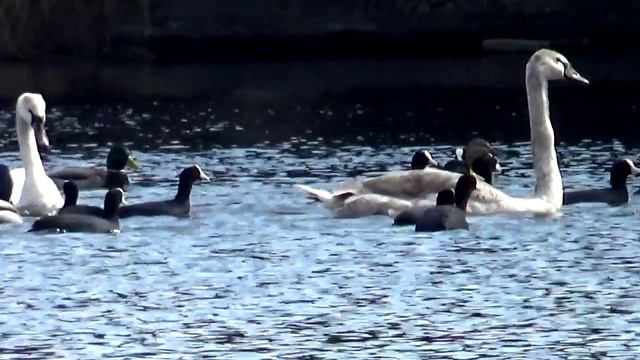 Утки,лебеди Кальмиус 2