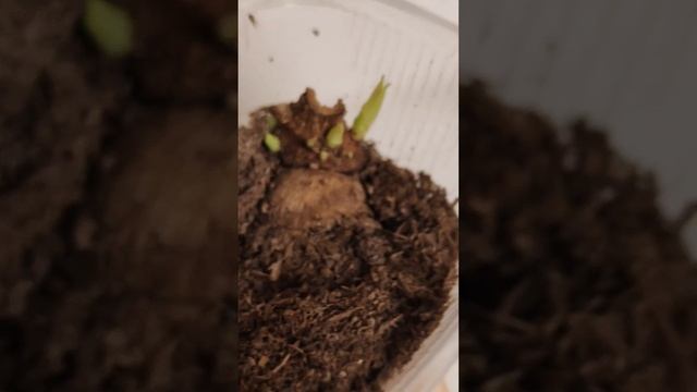 Как отличить больной клубень георгина от здорового #shorts