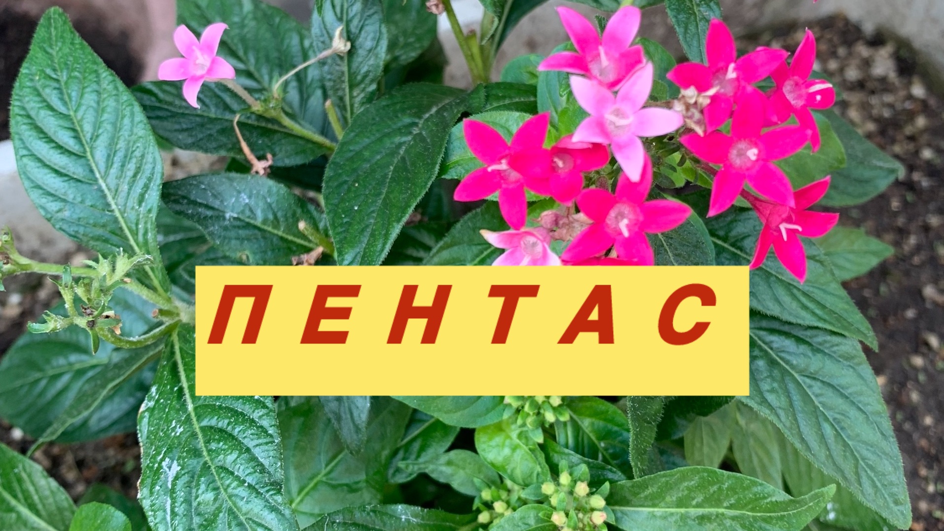 ПЕНТАС как многолетнее или комнатное растение