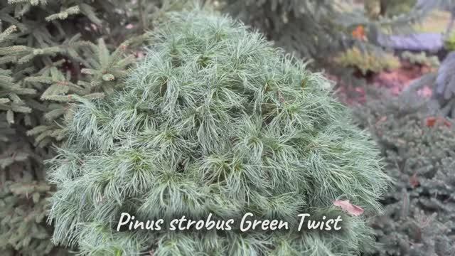 Pinus strobus Green Twist