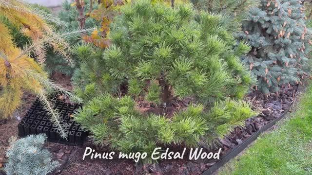 Pinus mugo Edsal Wood