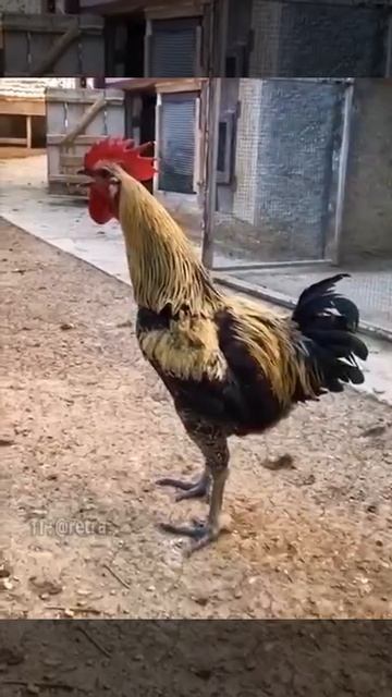 Последнее Кукареку