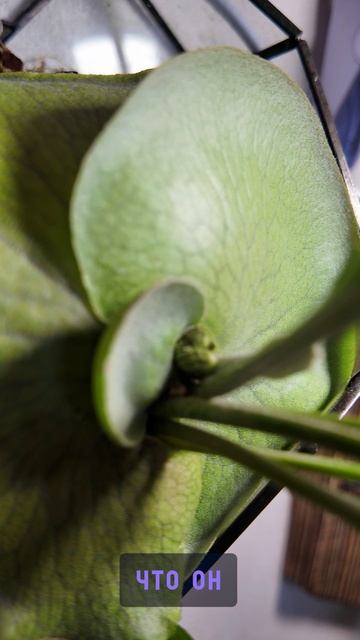 Бифуркатум несколько месяцев спустя #комнатныерастения  #plants #папоротник #платицериум