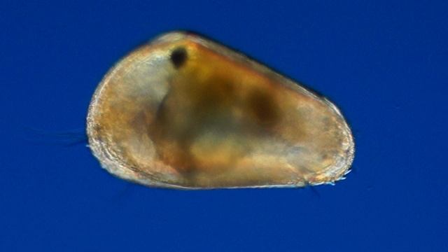 Ostracoda