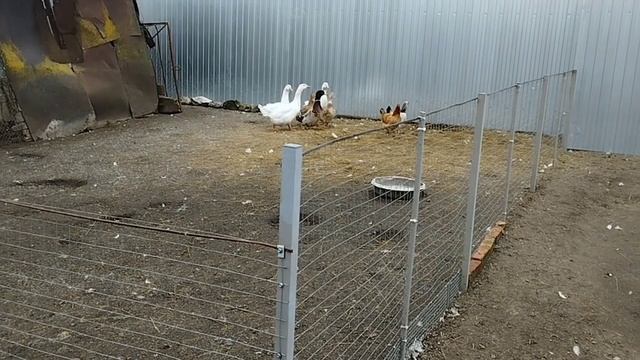 23-12-2025 Создание семей гусей 🦢 и уток 🦆.
