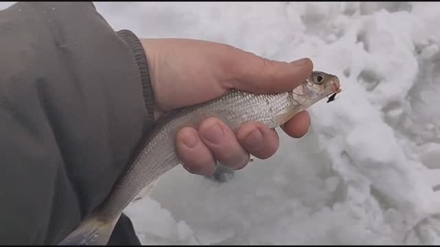 Проверил хариуса в деревне