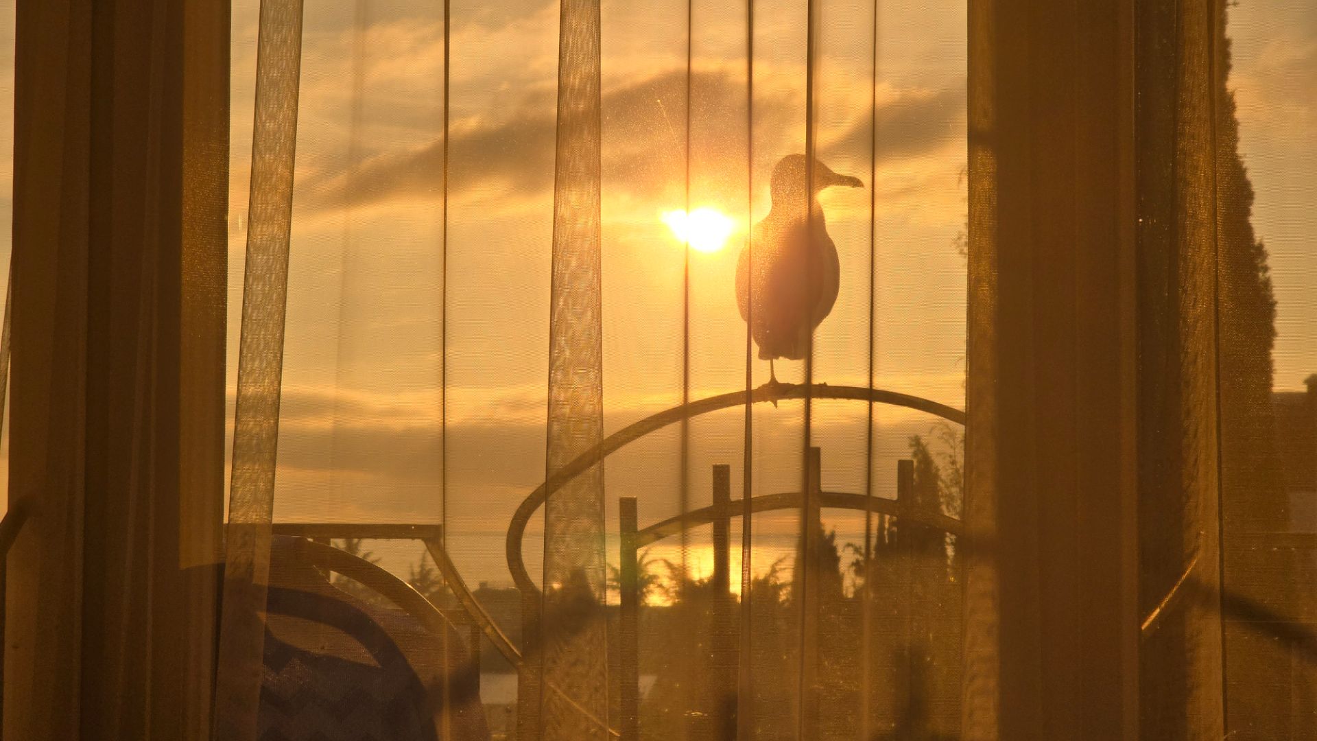 Чайка. Не из пугливых. Октябрь 2025