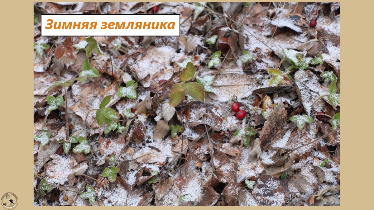 Земляника зеленые, ягоды красные, а вокруг - снежок. Обманка декабря