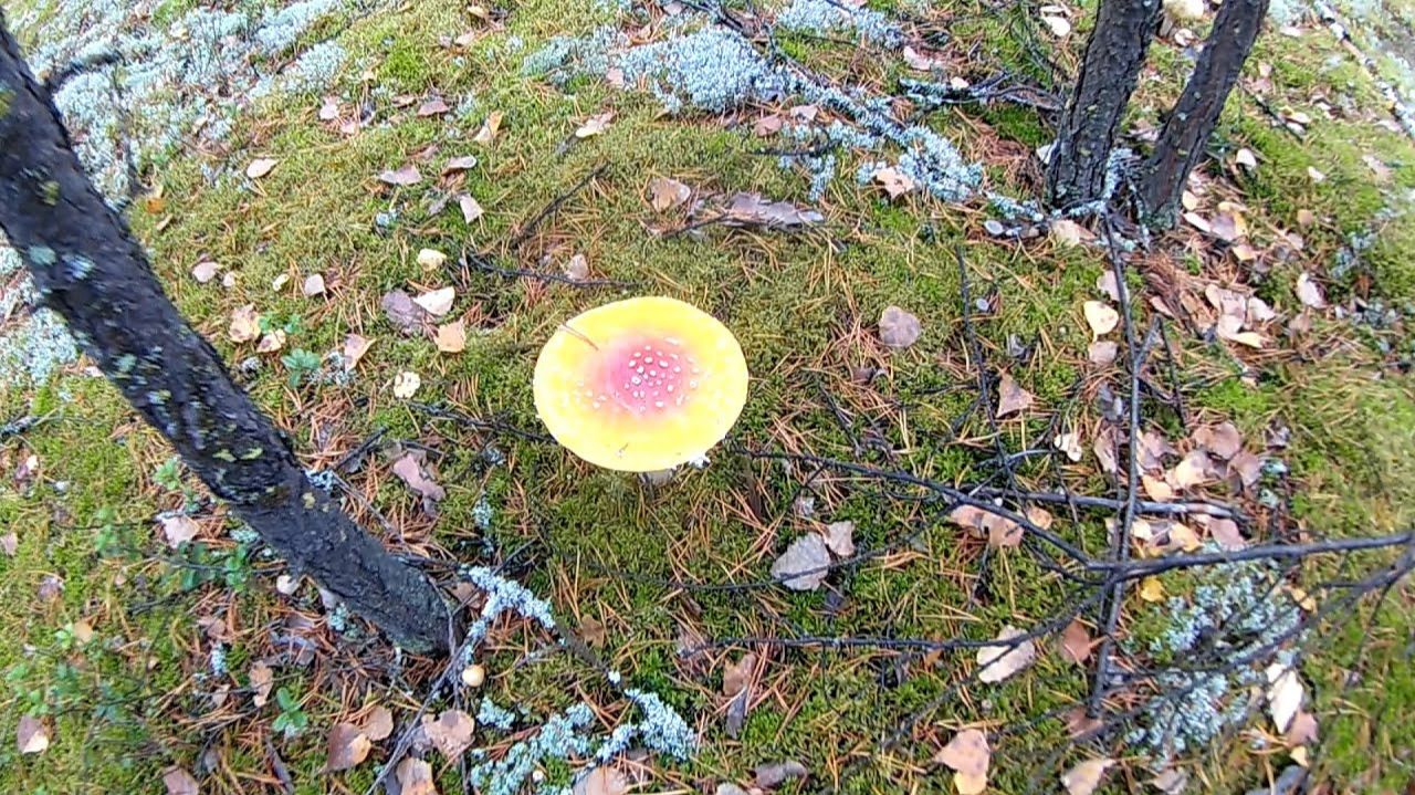 Сбор белого гриба. Много гриба!