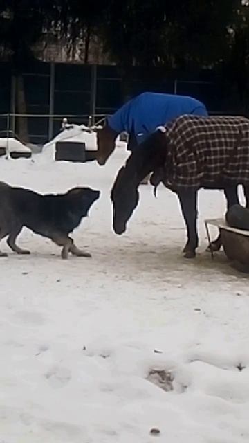 С кем играет Кавказская овчарка?