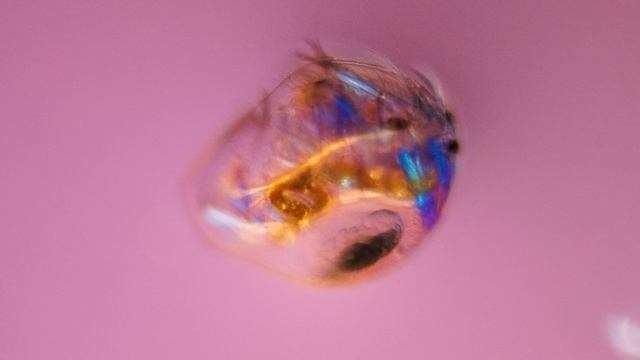 Pleuroxus aduncus - поляризация 2