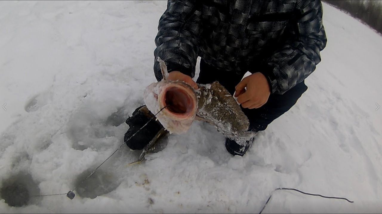 Ловля налима зимой. Проверяем поставушки.