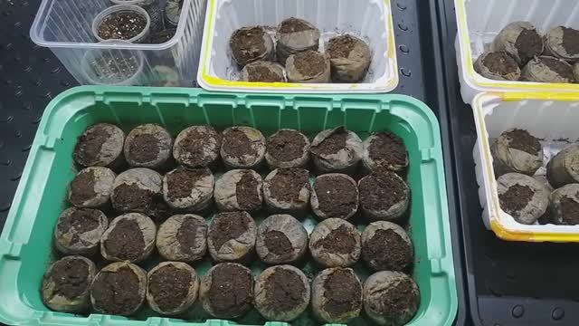 Отличные всходы эустомы в торфяные таблетки